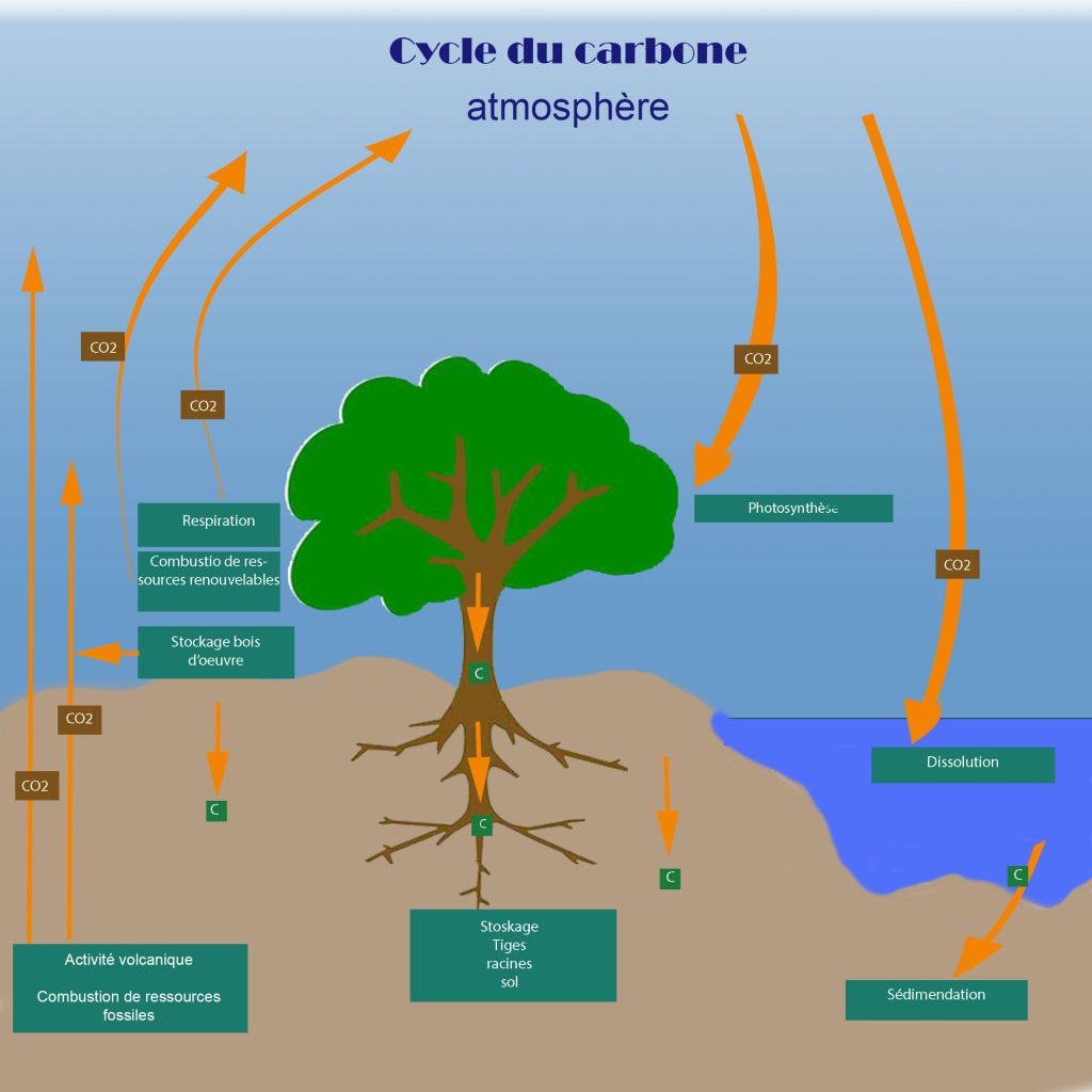 Comment fonctionnent nos actions ? - 4 FORESTS